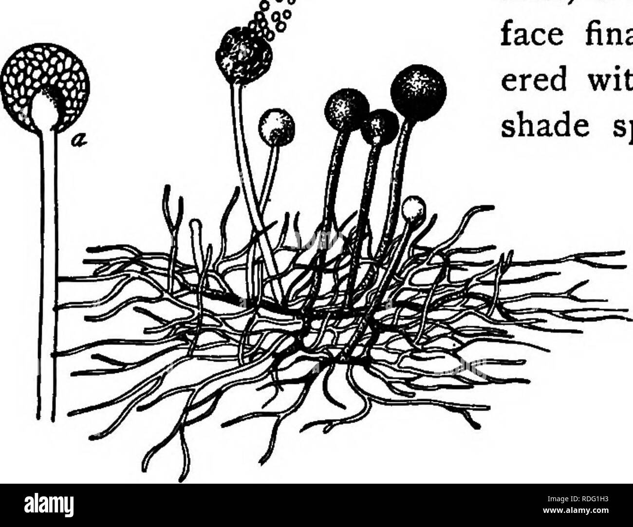 . Bacteria, yeasts and molds in the home. Bacteriology; Yeast fungi ...