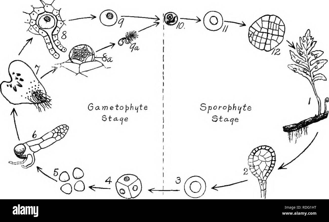 . Heredity and evolution in plants. Heredity; Plants. FUNDAMENTAL ...