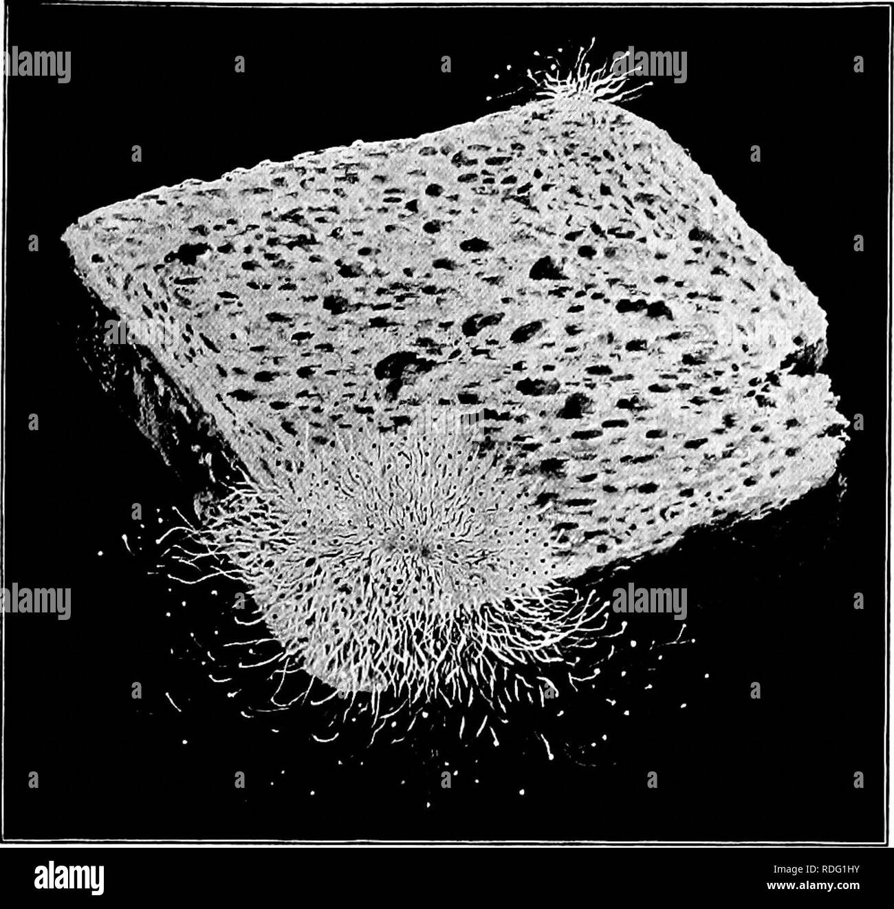 Mucor on bread Black and White Stock Photos & Images - Alamy