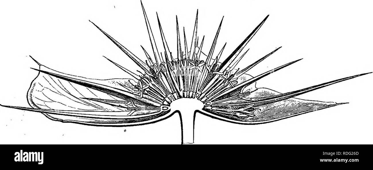 Pericarp vertical Black and White Stock Photos & Images - Alamy