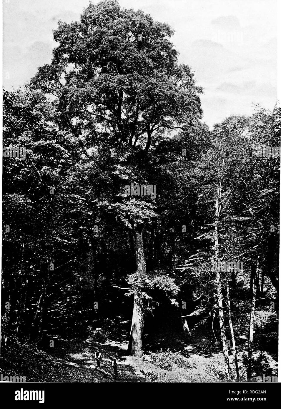 Mamhead hi-res stock photography and images - Alamy