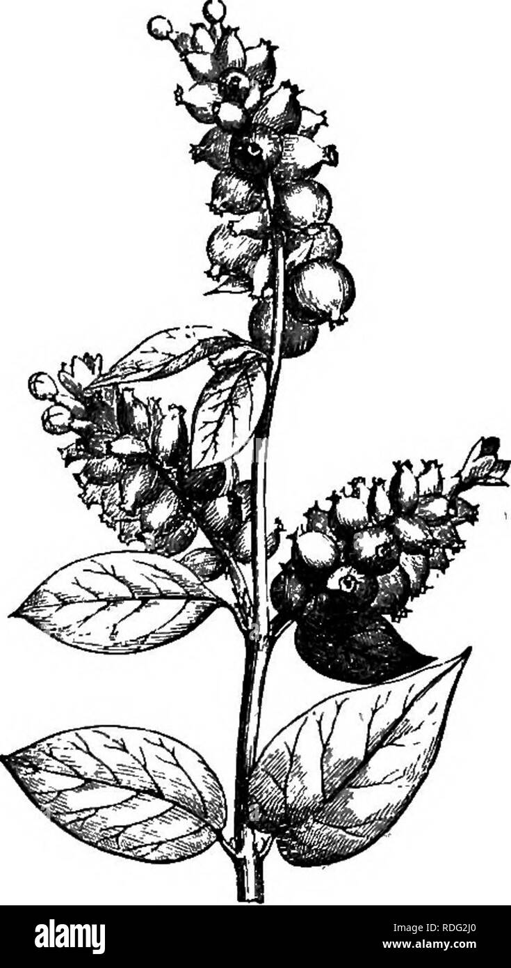 . The natural history of plants. Botany. BUBIACE^. 355 Symphoriearpoa ...