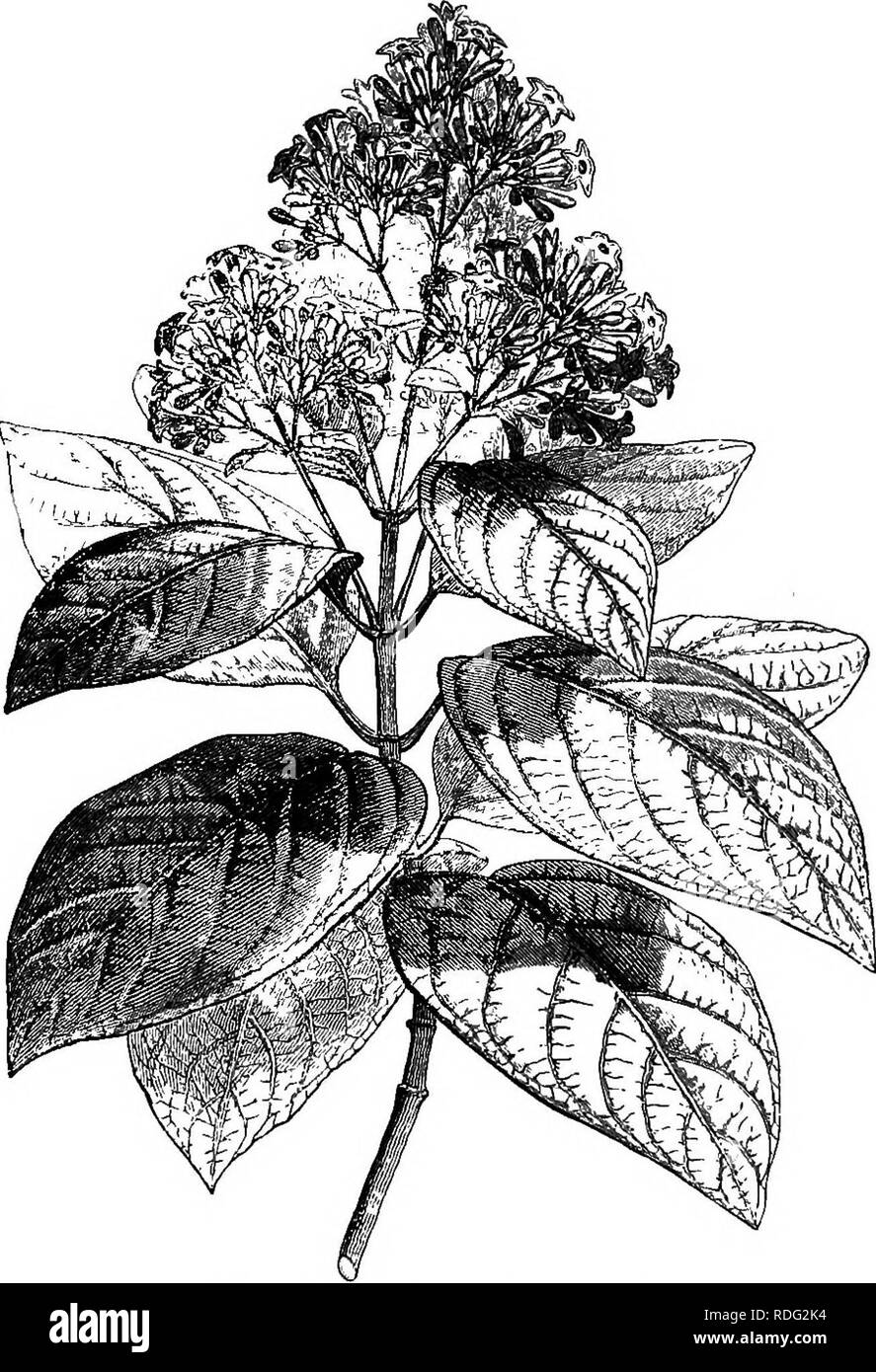 . The natural history of plants. Botany. 340 NATURAL SISTORY OF PLANTS ...