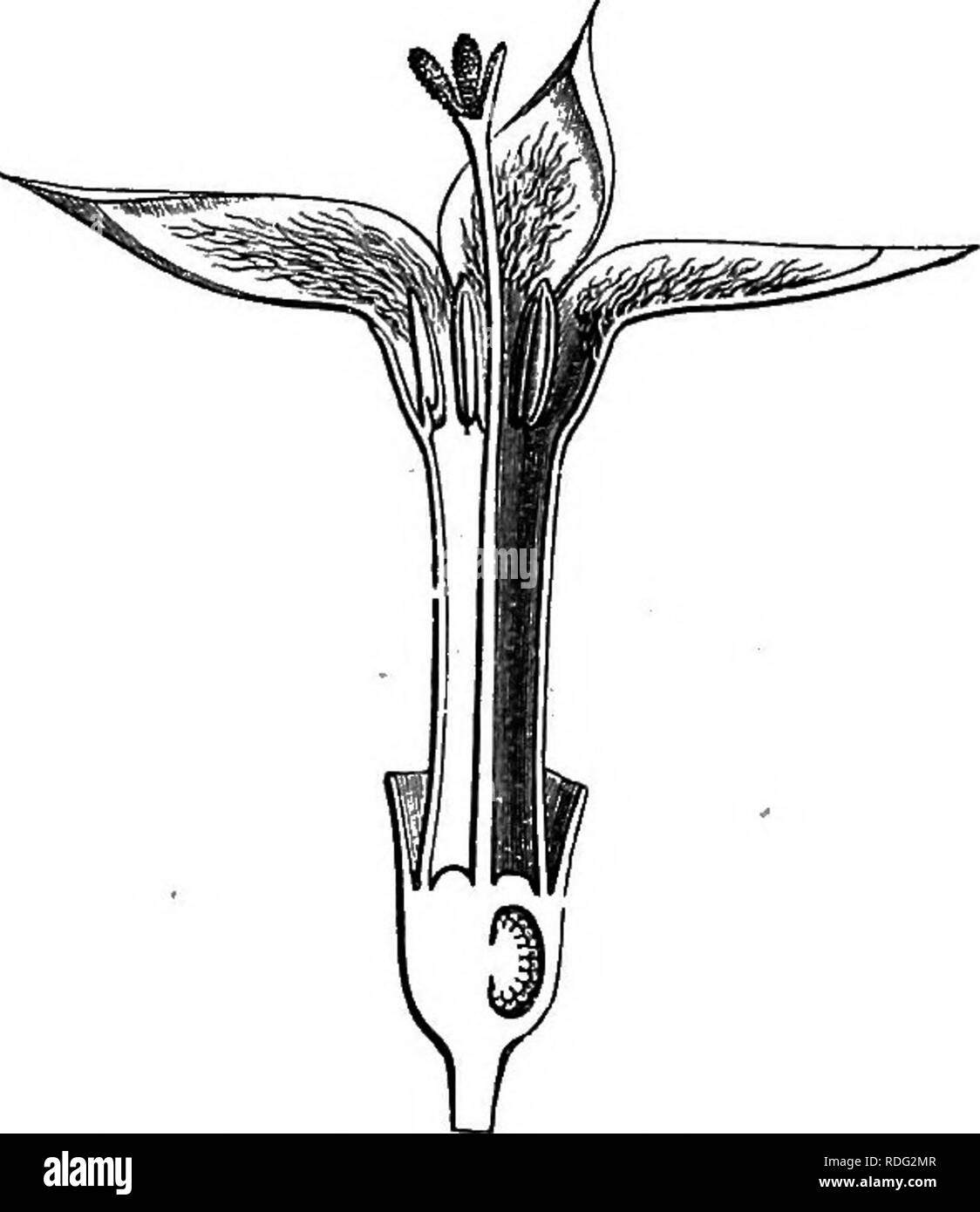 . The natural history of plants. Botany. 320 NATURAL HISTORY OP PLANTS ...