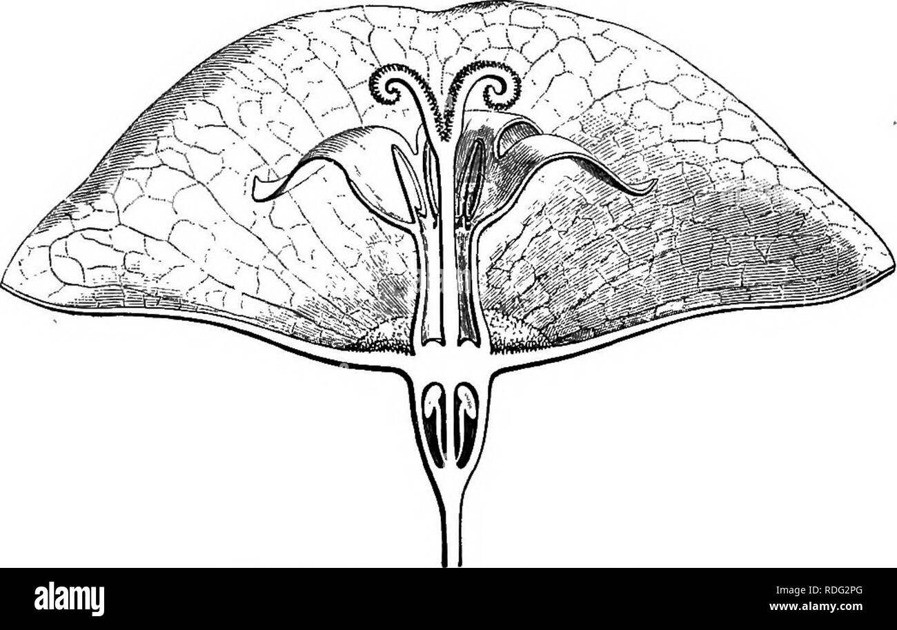 Subshrubby hi-res stock photography and images - Alamy