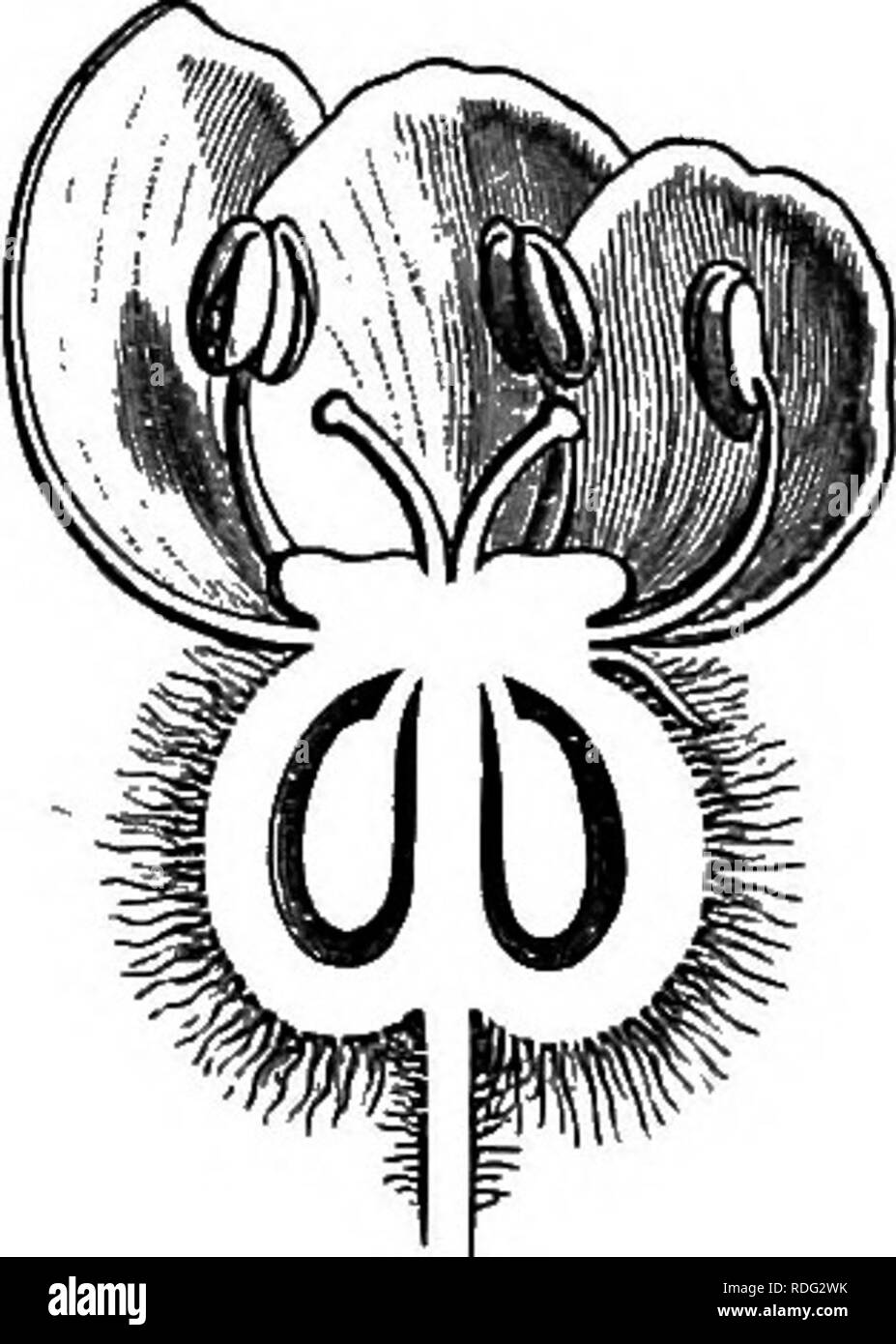 . The natural history of plants. Botany. . Please note that these ...