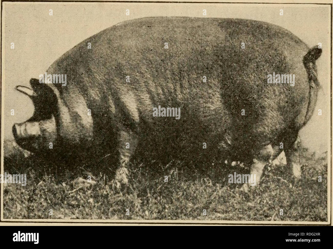 American Breeds Of Swine