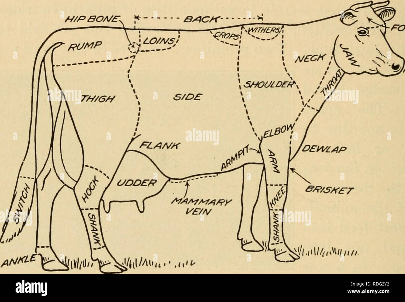 Channel Island Cattle Breed High Resolution Stock Photography and ...