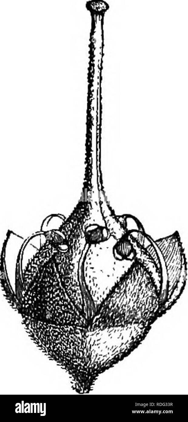 . The natural history of plants. Botany. 438 NATURAL HISTORY OF PLANTS ...