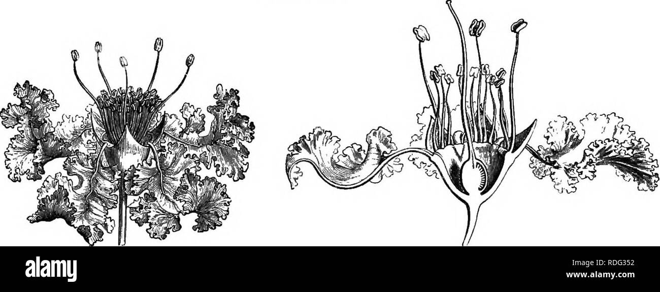 . The natural history of plants. Botany. 436 NATURAL HISTORY OP PLANTS ...