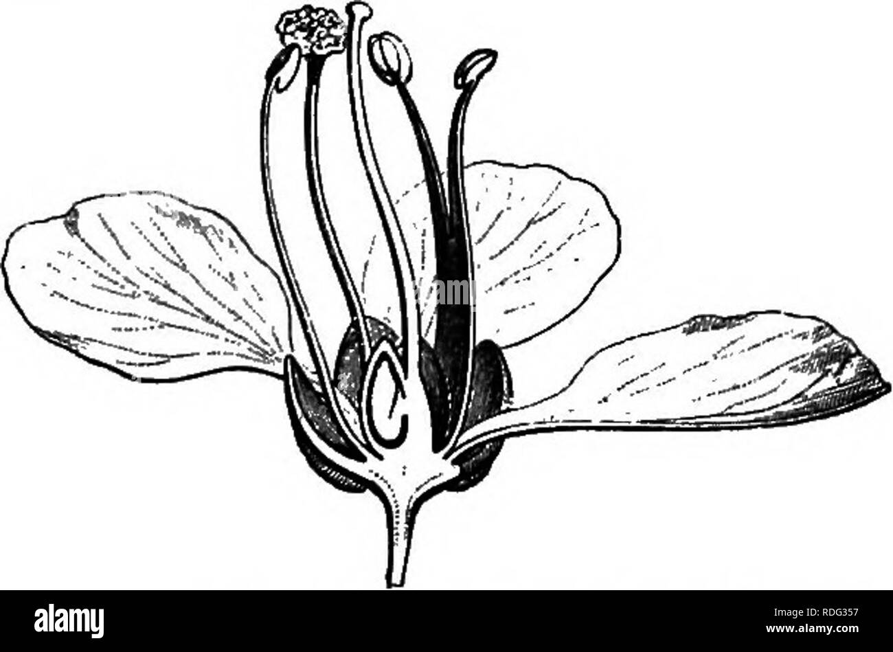 . The natural history of plants. Botany. Fig. 453. Flower (f). Fig. 464 ...
