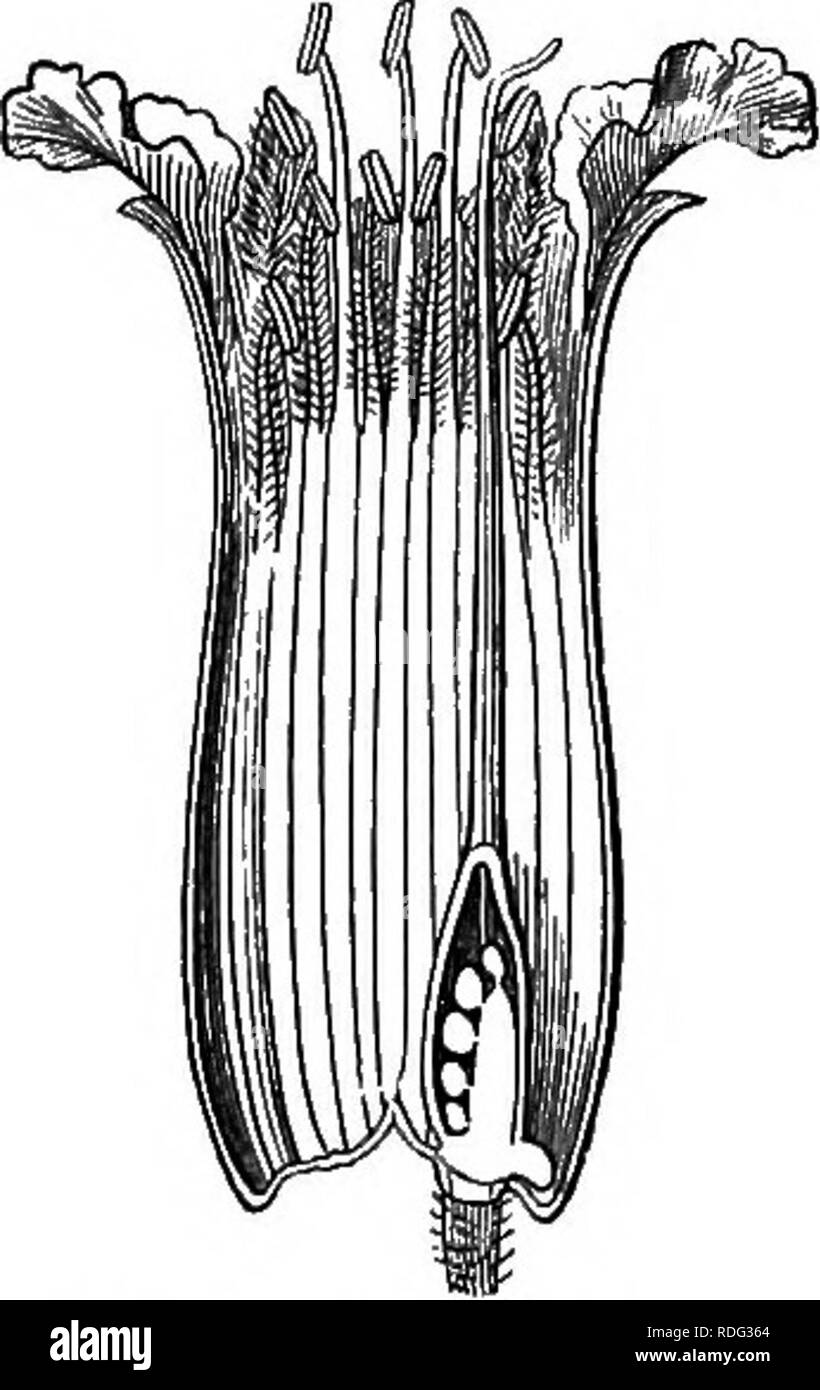 Tetramerous Black and White Stock Photos & Images - Alamy