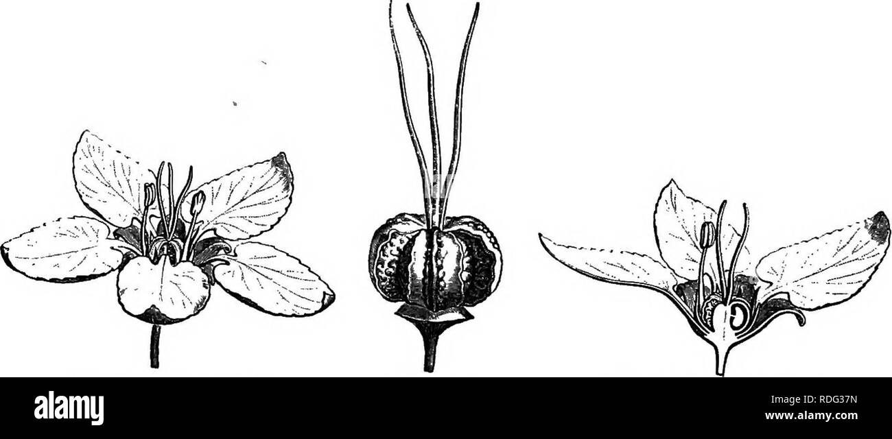 Marginal glands hi-res stock photography and images - Alamy