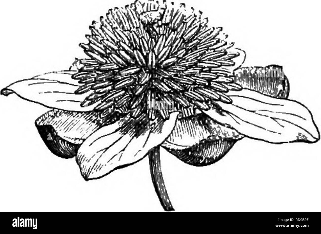 Globular ovary Black and White Stock Photos & Images - Alamy