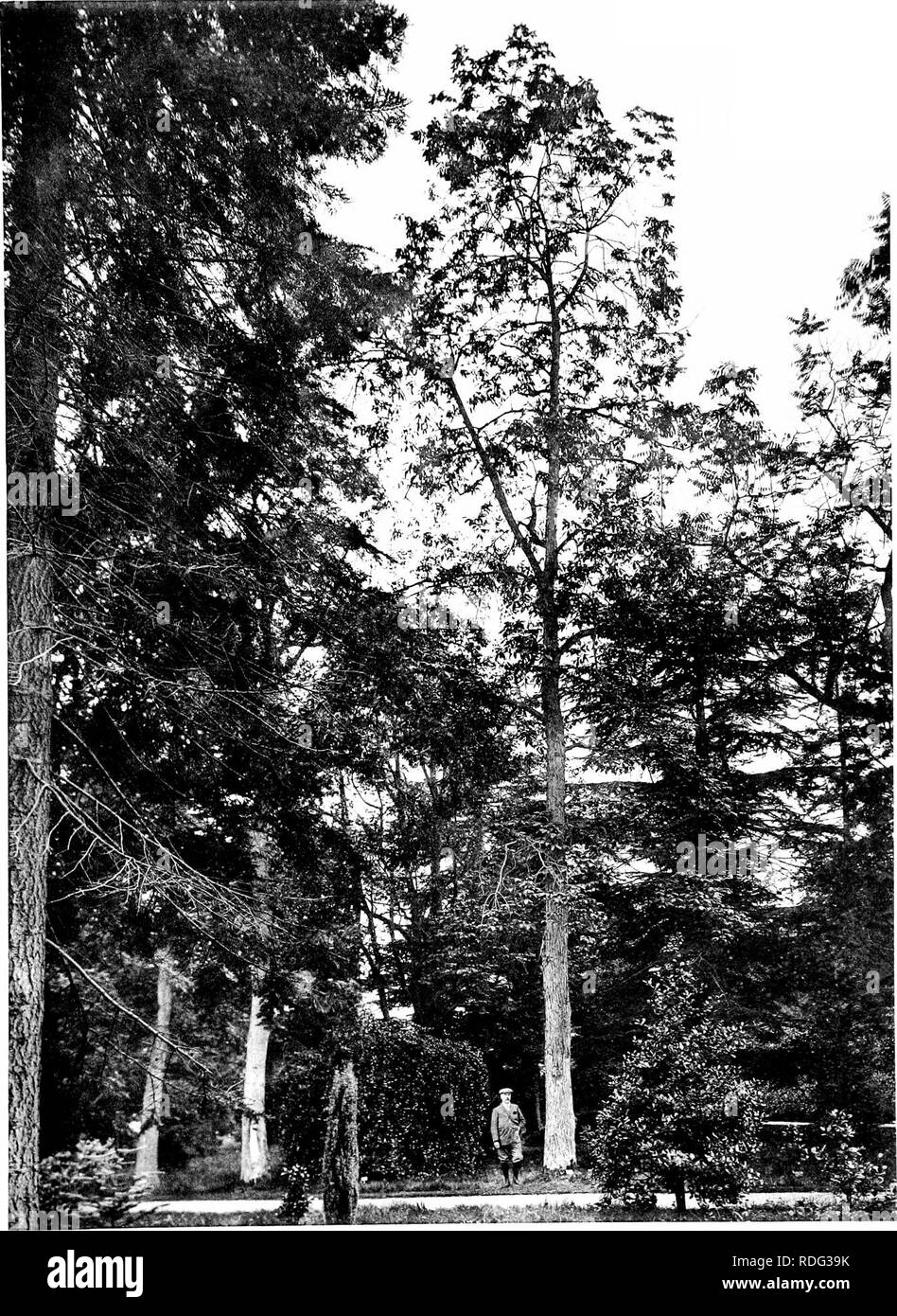 Carva Black and White Stock Photos & Images - Alamy