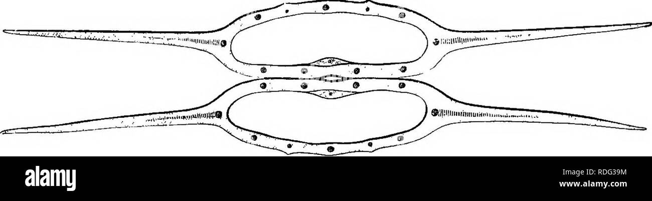 Primary secondary teeth hi-res stock photography and images - Alamy