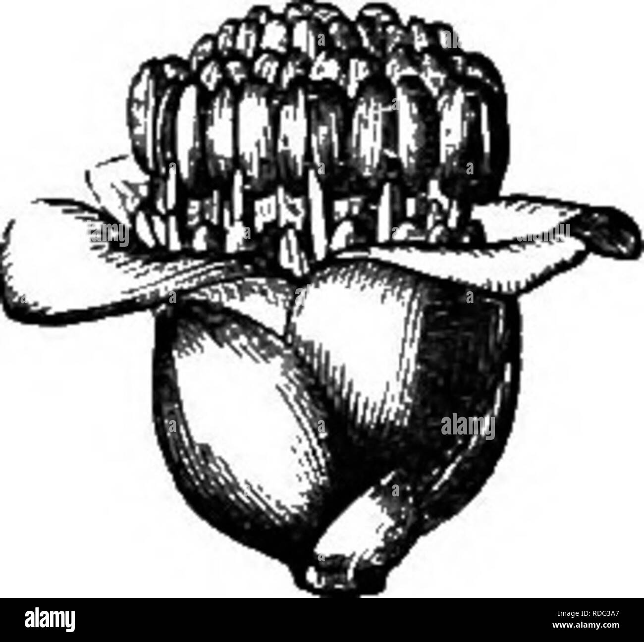 . The natural history of plants. Botany. 374 NATURAL HISTORY OF PLANTS ...