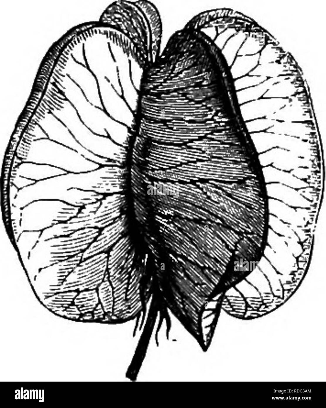 Hermaphrodite plants Black and White Stock Photos & Images - Alamy