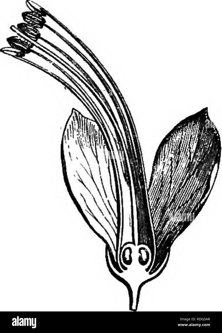 Longitudinal section flower Black and White Stock Photos & Images - Alamy