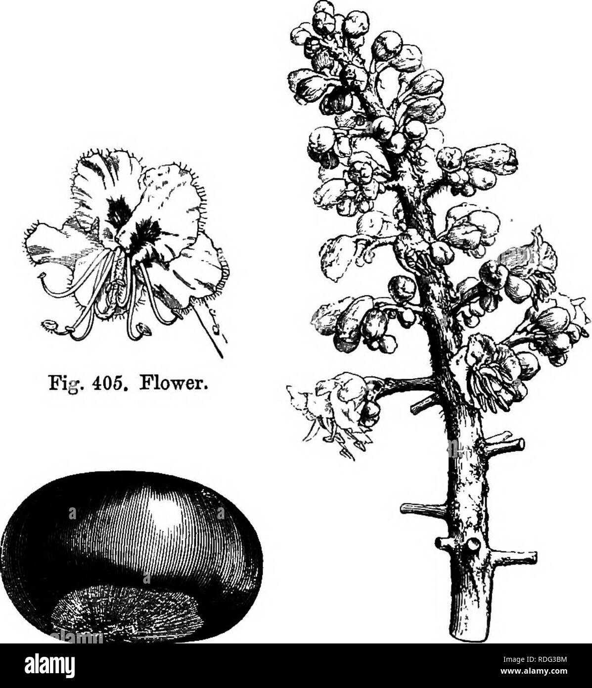 Undilated hi-res stock photography and images - Alamy