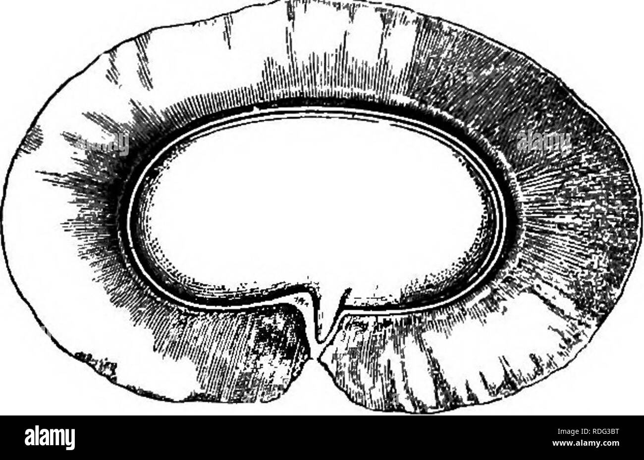 Sculus Black and White Stock Photos & Images - Alamy