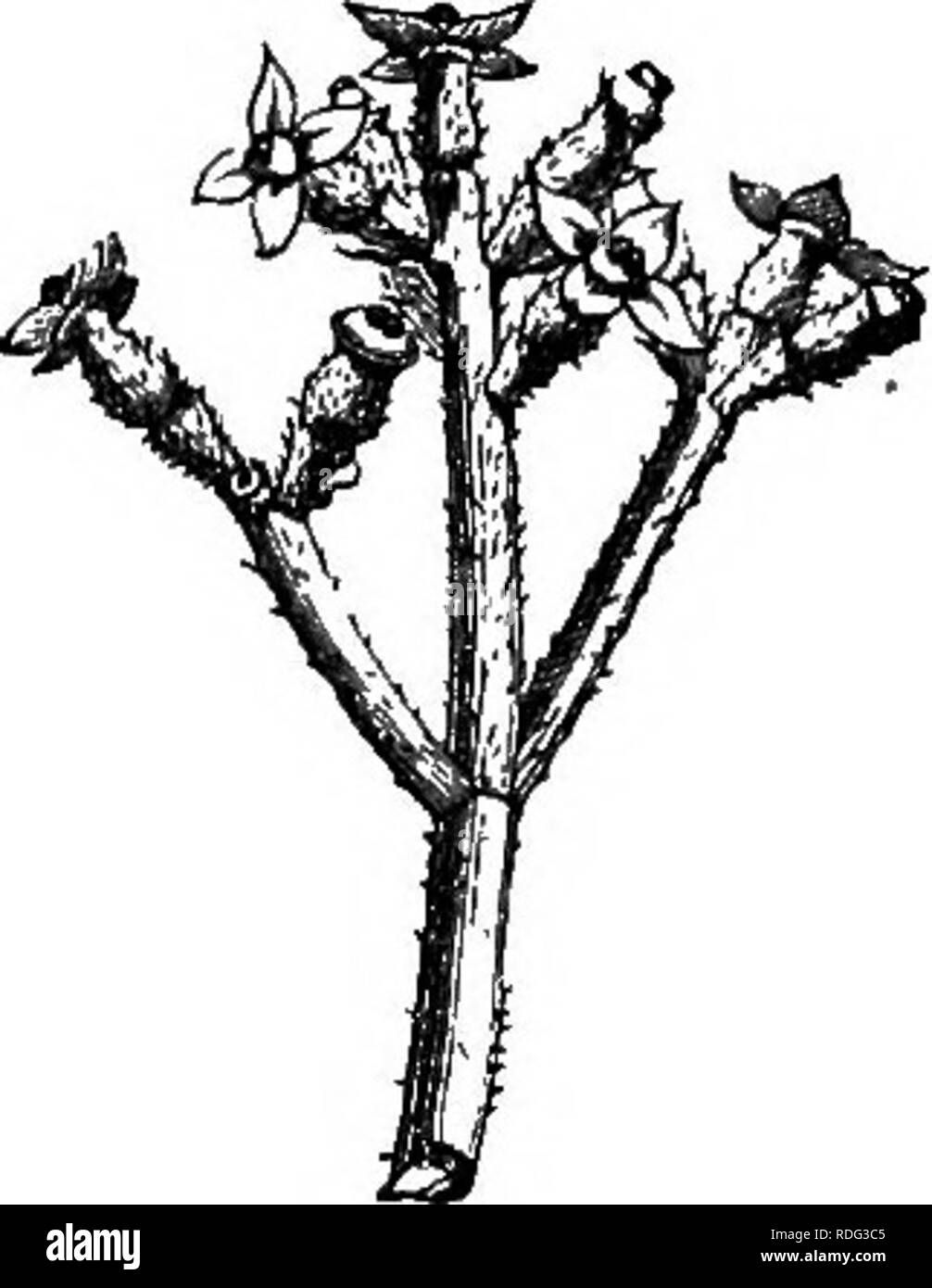 . The natural history of plants. Botany. Fig. 55. Long. sect, of female ...