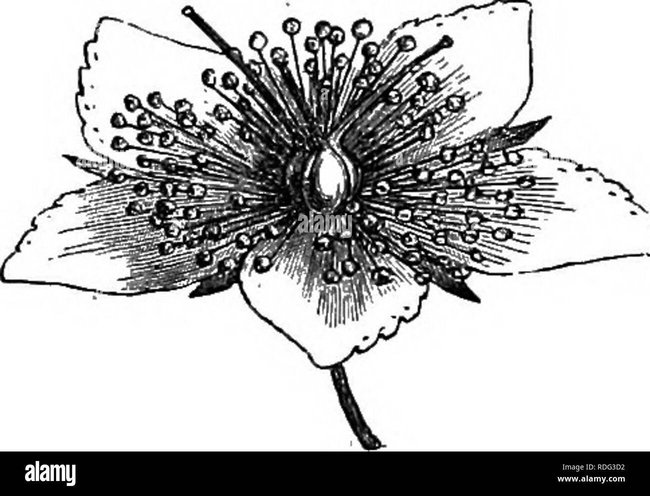 . The natural history of plants. Botany. Fig. 348. Seed. Fig. 346 ...