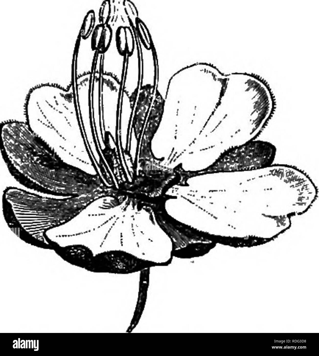Separated Petals Black and White Stock Photos & Images - Alamy