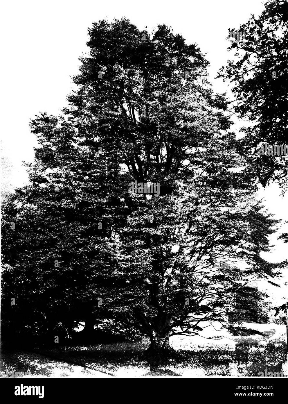 . The trees of Great Britain & Ireland. Trees; Trees. Plate 155 ...