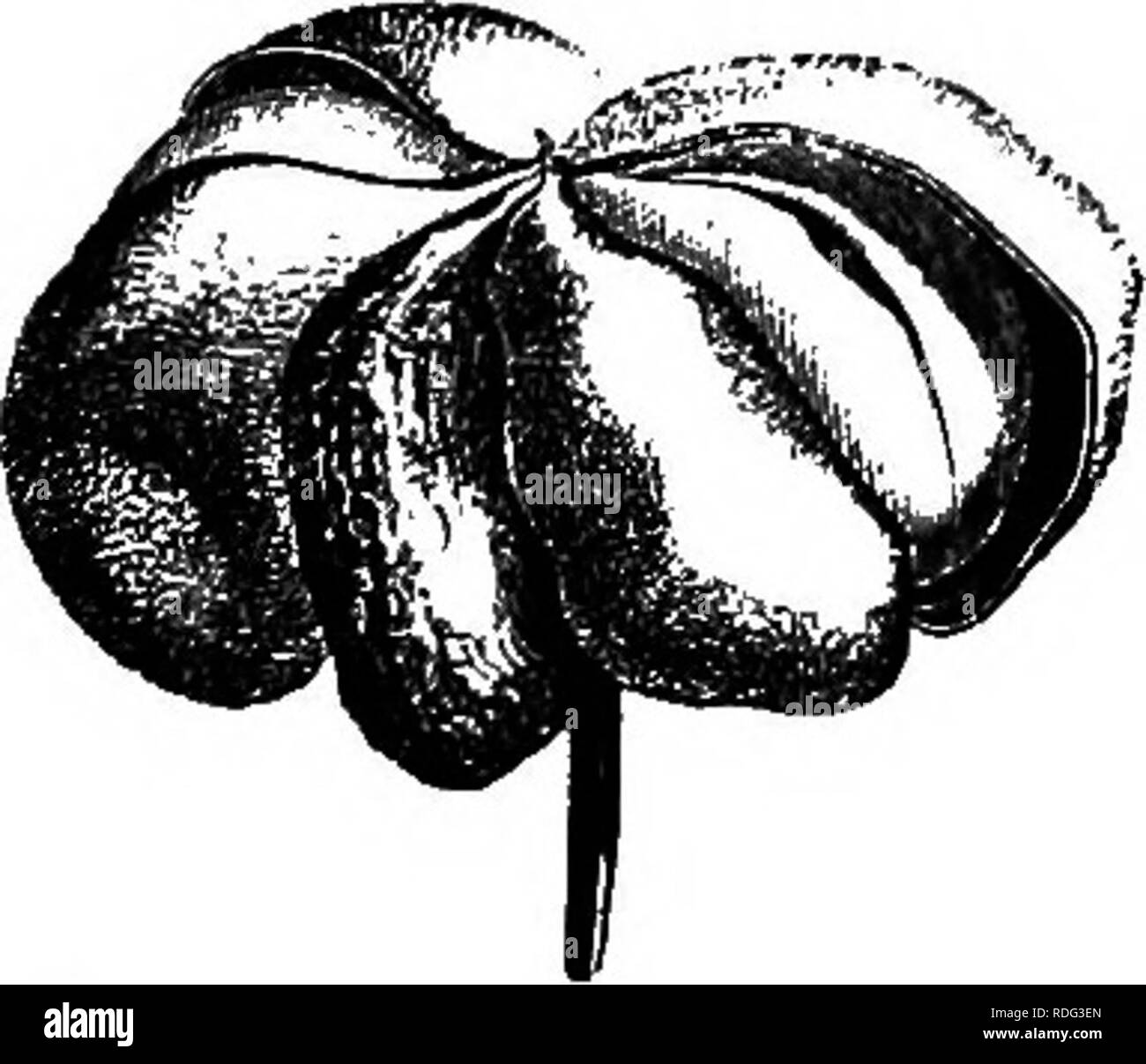 Septicidal capsule hi-res stock photography and images - Alamy