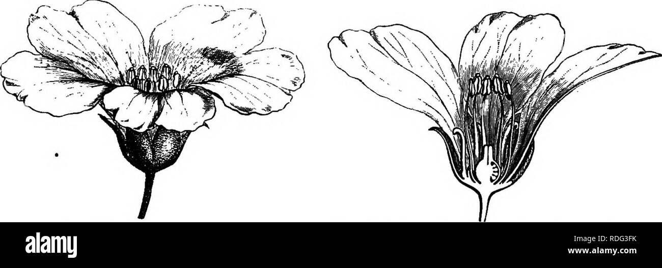 Imparipinnate leaves hi-res stock photography and images - Alamy