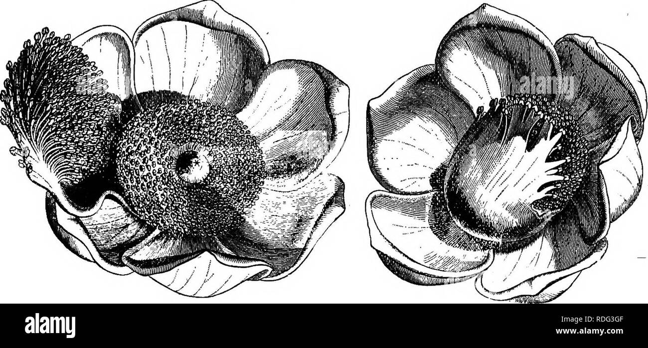 Flower operculum Black and White Stock Photos & Images - Alamy