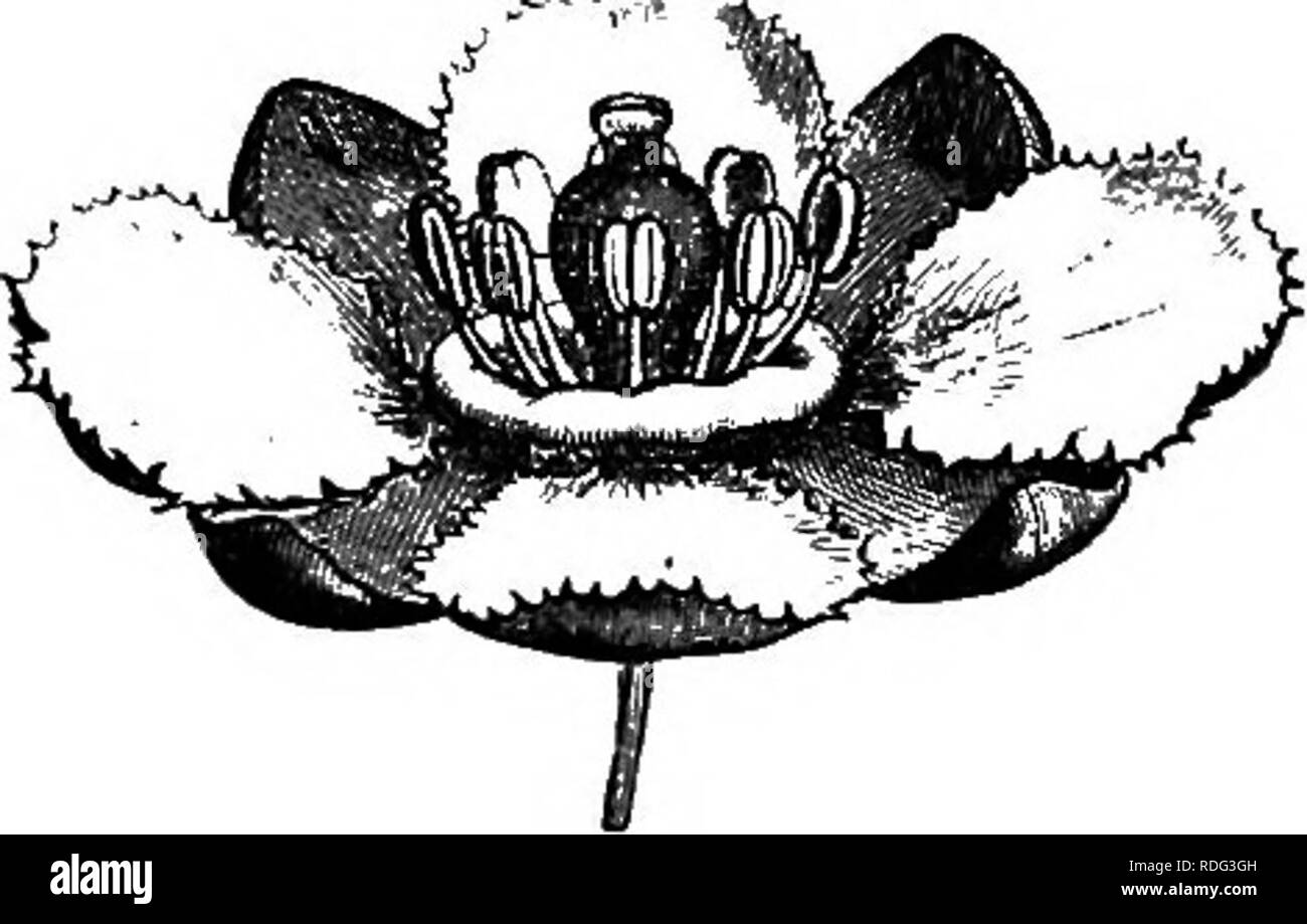 Indehiscent fruit Black and White Stock Photos & Images - Alamy