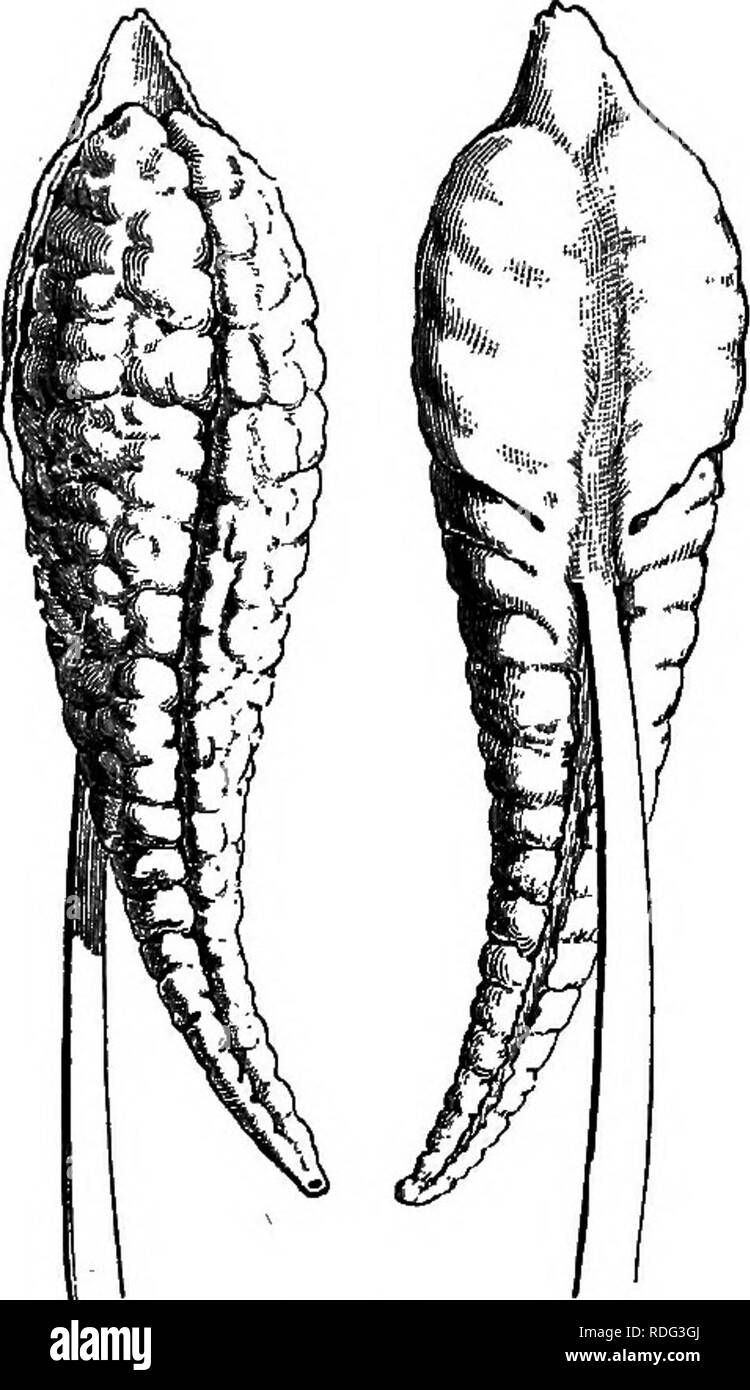 Surrounded tropical shrubs Cut Out Stock Images & Pictures - Alamy