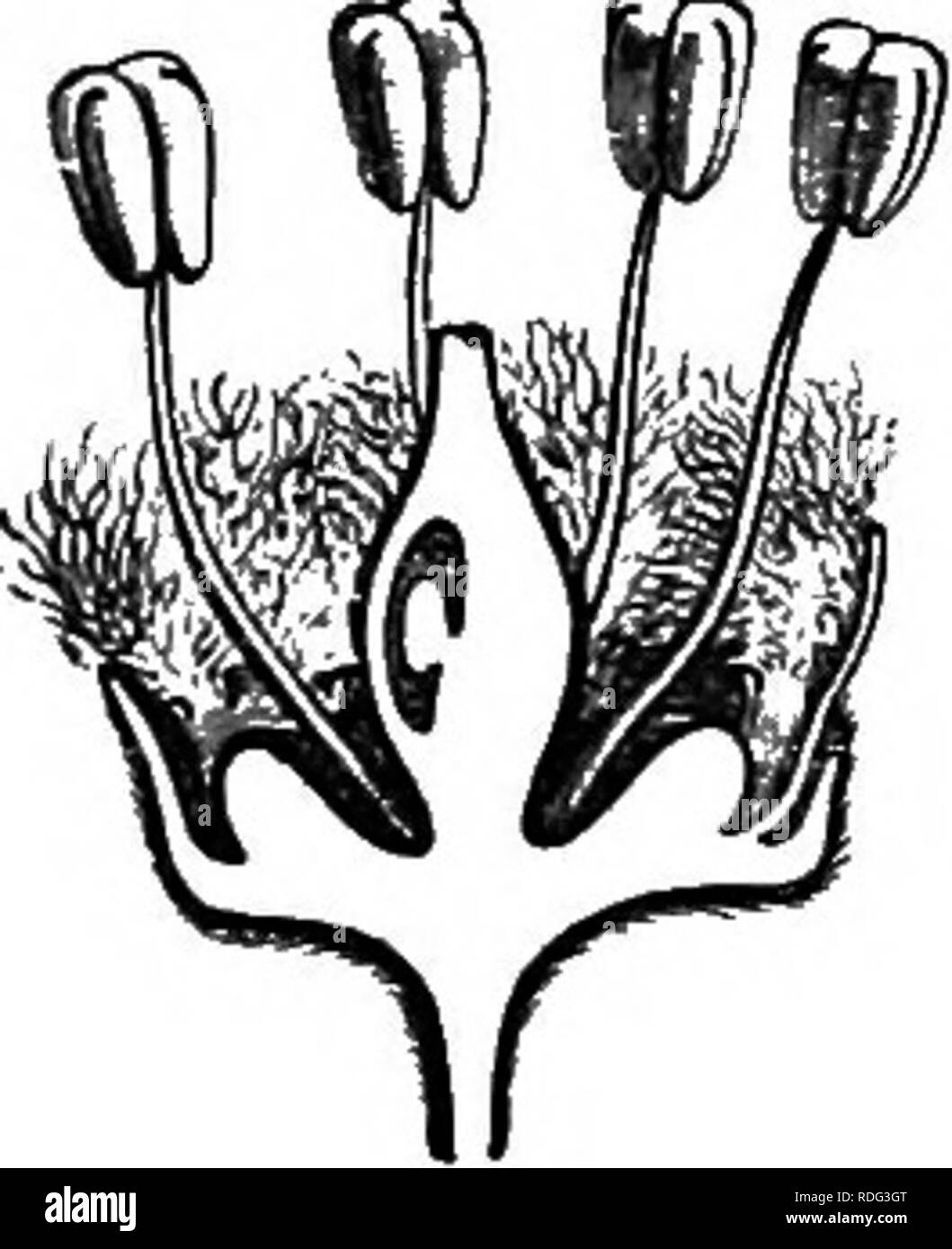 . The natural history of plants. Botany. . Please note that these ...