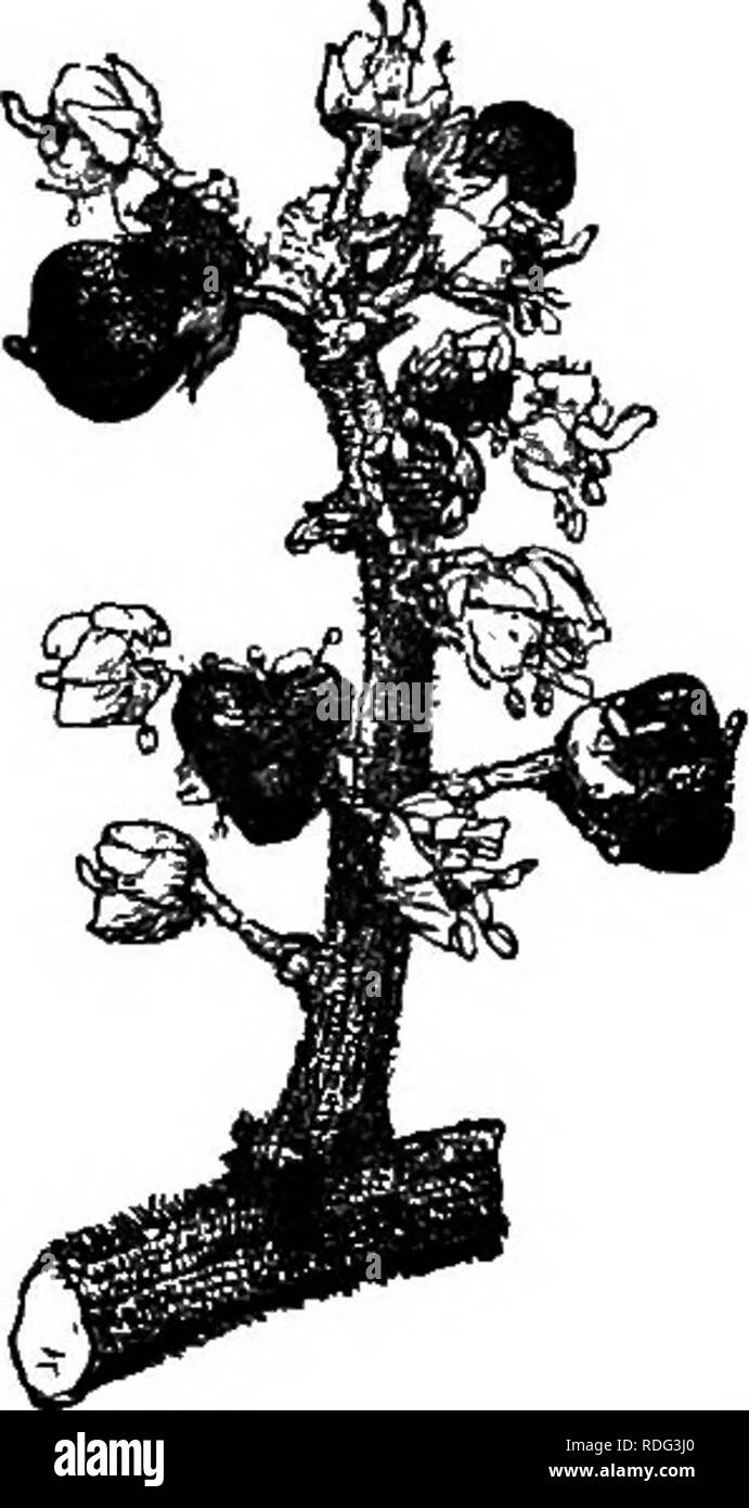 . The natural history of plants. Botany. 850 NATURAL HISTORY OF PLANTS ...