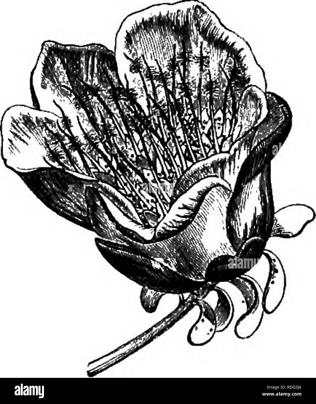 . The natural history of plants. Botany. . Please note that these ...