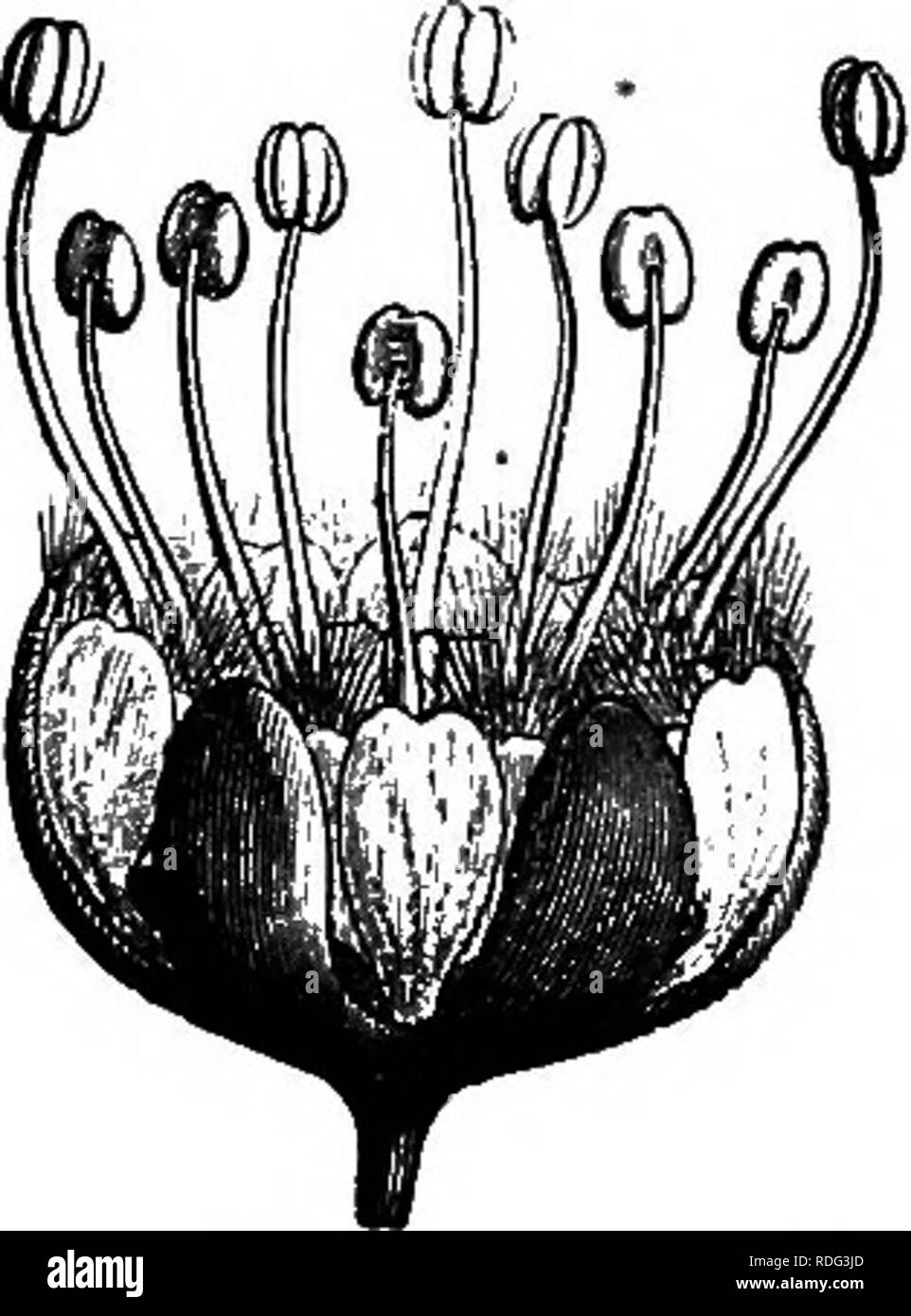 Sapindus species hi-res stock photography and images - Alamy