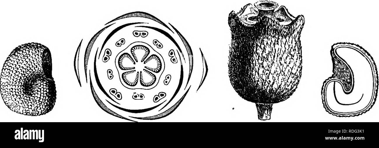 . The natural history of plants. Botany. MELASTOMACE^. 3 long tubular ...