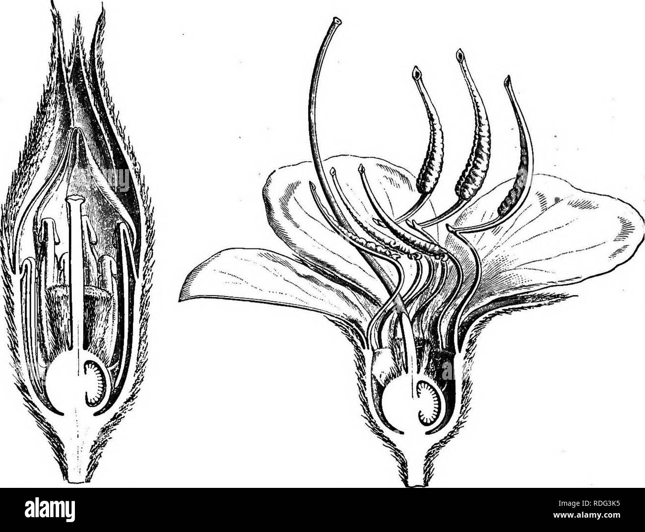 . The natural history of plants. Botany. 2 NATURAL HISTORY OF PLANTS ...