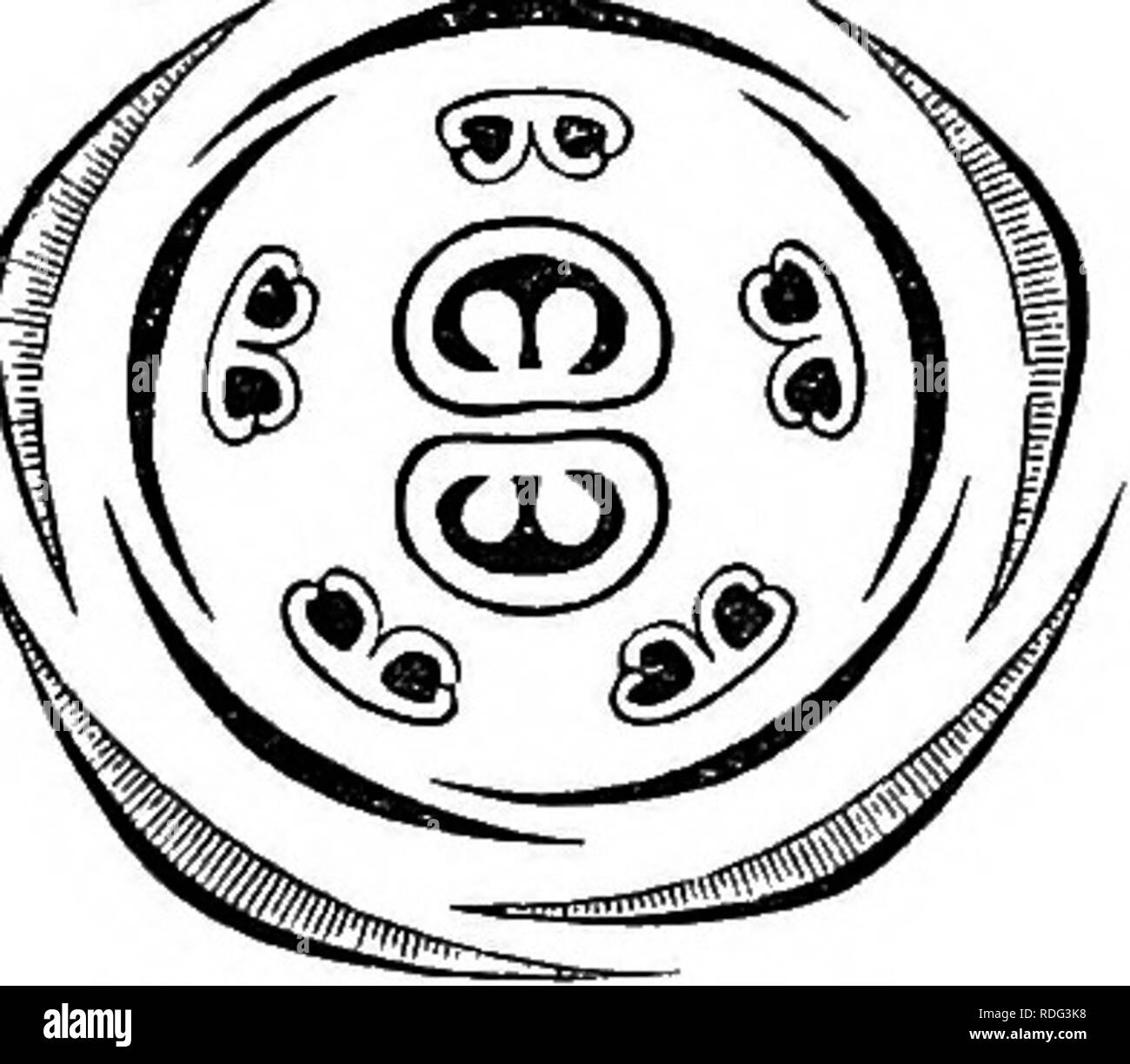 Basifixed hi-res stock photography and images - Alamy