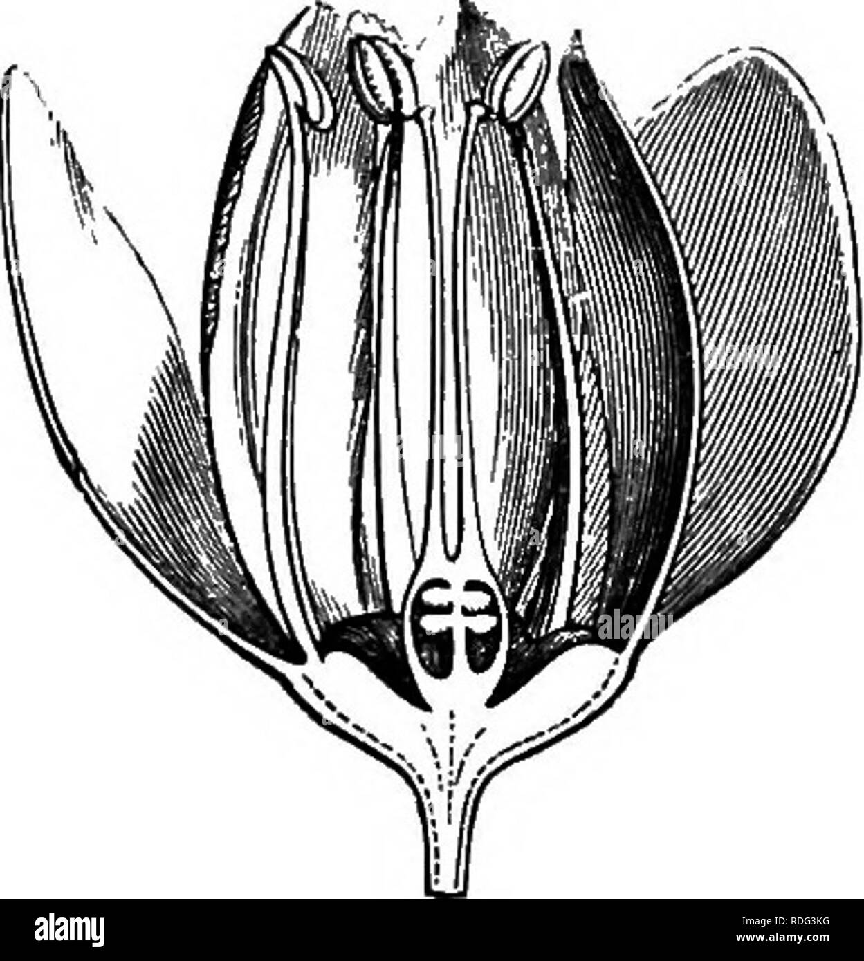 . The natural history of plants. Botany. Fig. 340. Fruit (i). Fig. 339 ...