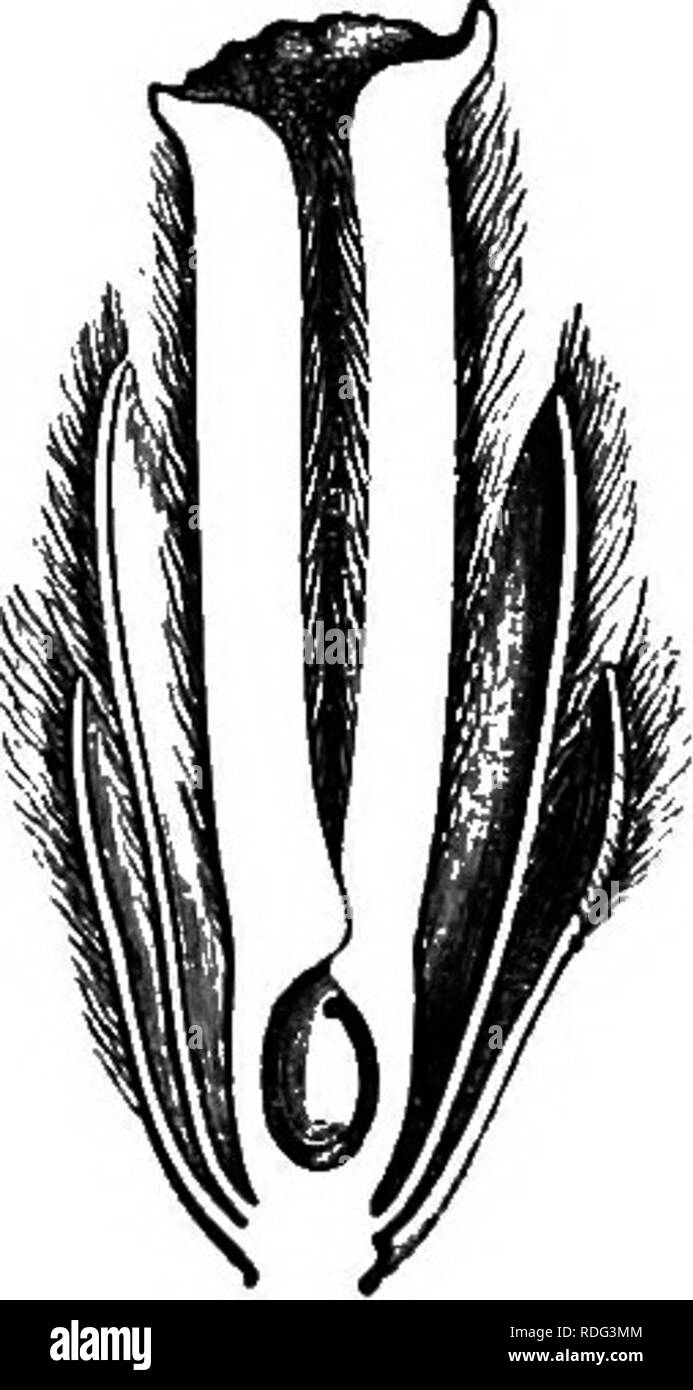 . The natural history of plants. Botany. Fig. 330. Male flower (|). Fig ...