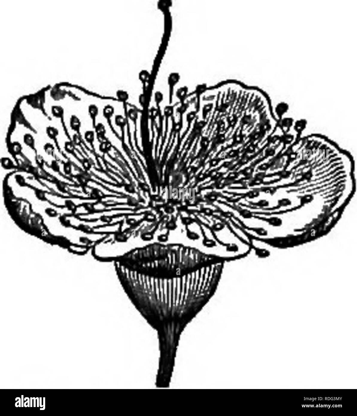 . The natural history of plants. Botany. MYRTACE^. 309 calyx is formed ...