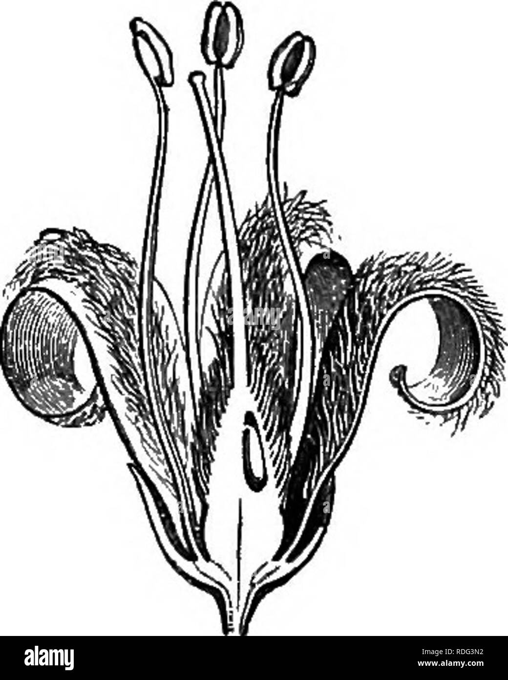 . The natural history of plants. Botany. Fig. 327. Hermaphrodite flower ...