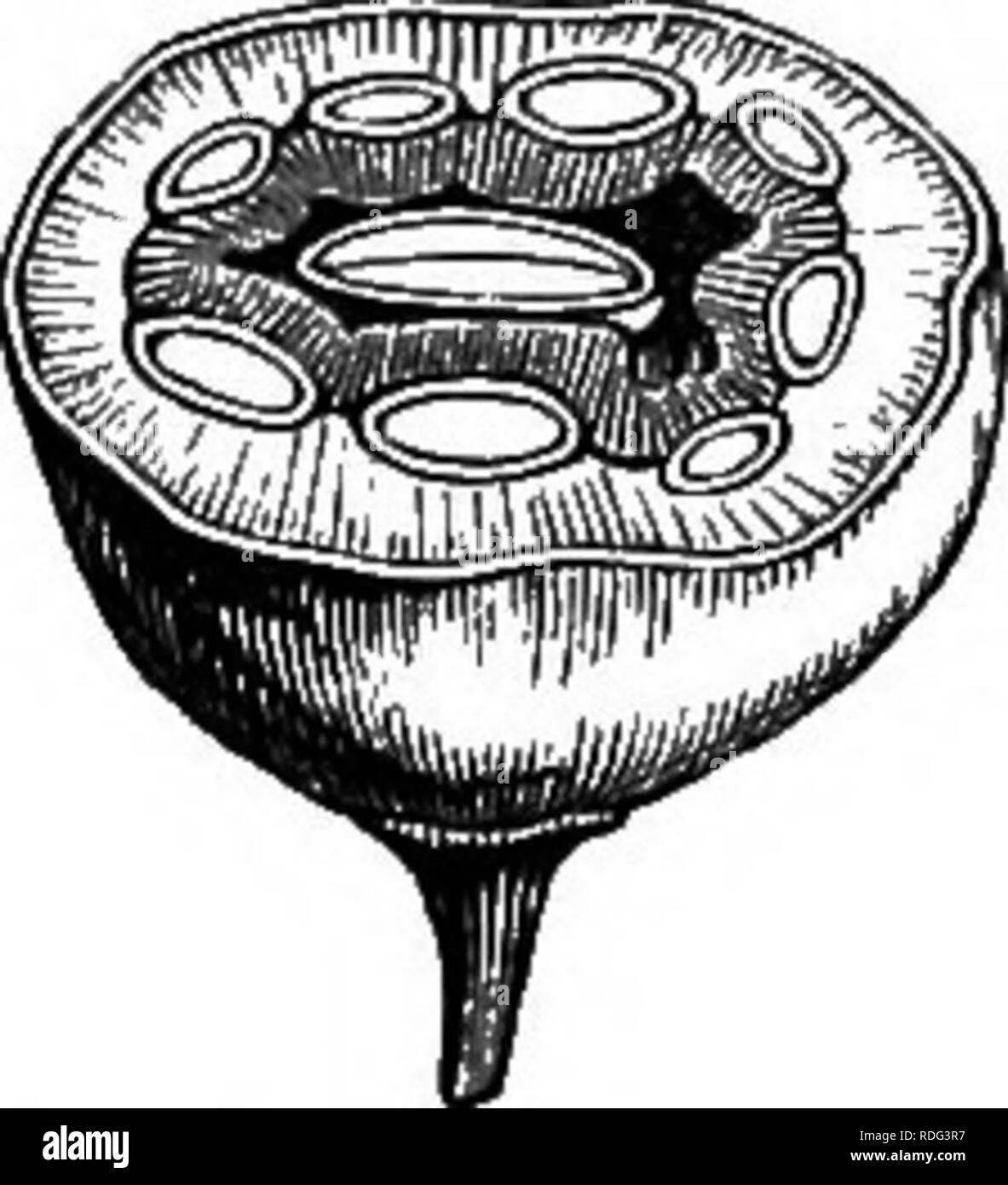 Annular Bud High Resolution Stock Photography and Images - Alamy