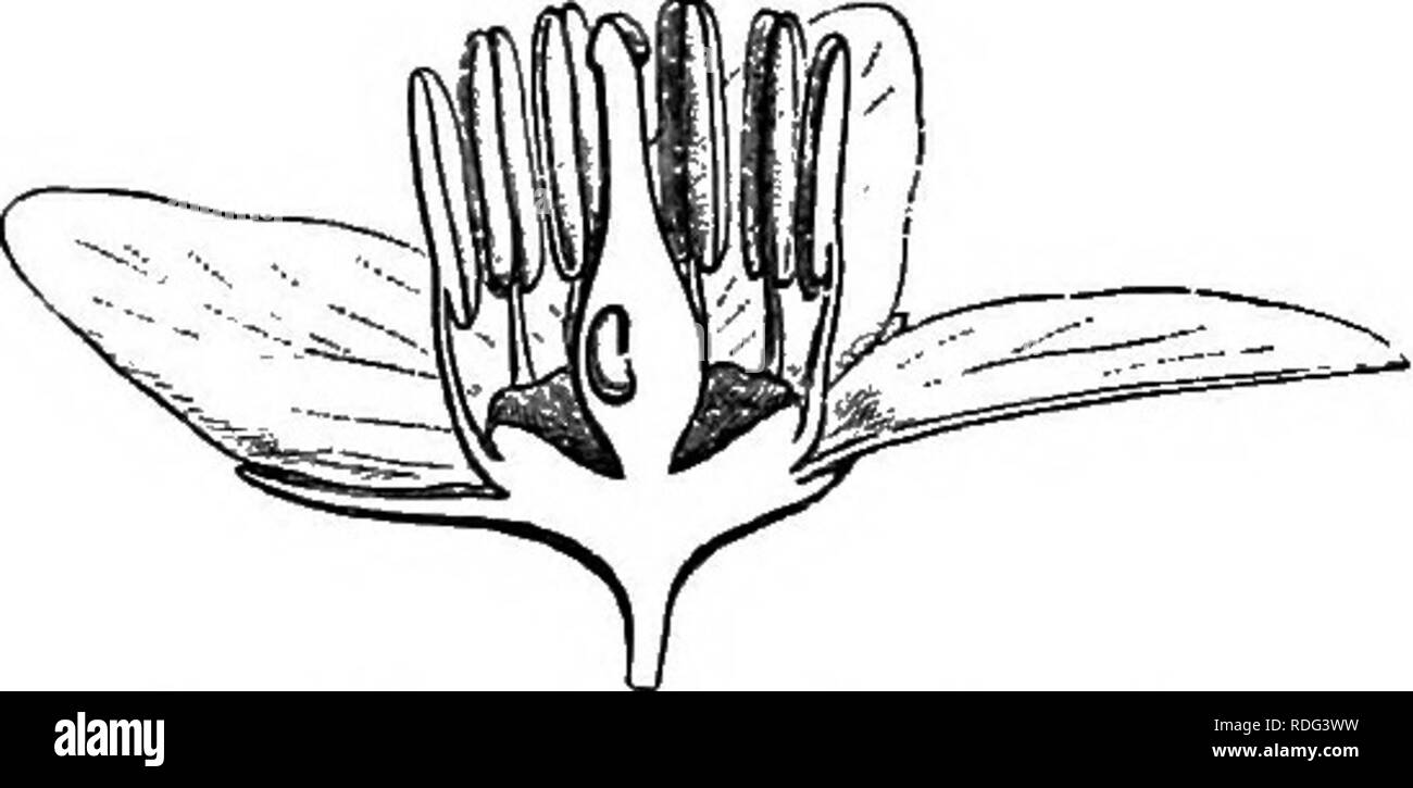 . The natural history of plants. Botany. Fig 280. Hermaphrodite flower ...