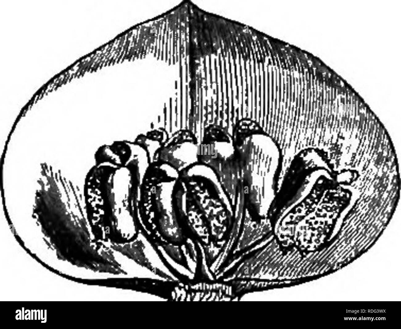 Sessile flower Black and White Stock Photos & Images - Alamy