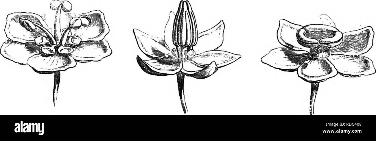 . The natural history of plants. Botany. 150 NATURAL HISTORY OF PLANTS ...