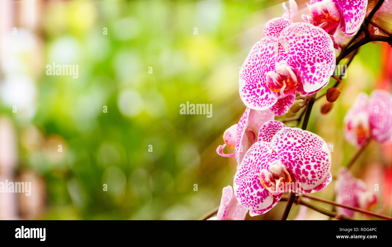 Beautiful flowers made with color filters hi-res stock photography and ...